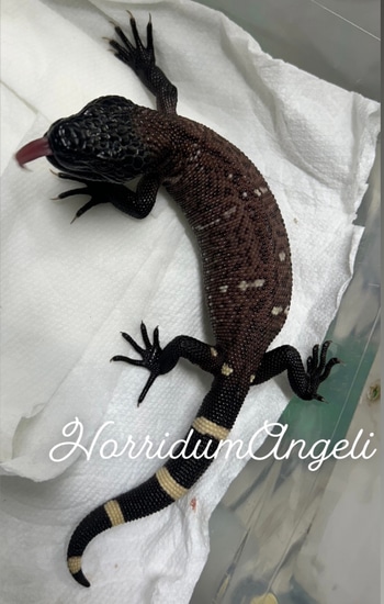 F-2 Heloderma Alvarezi Beaded Lizard by Horridum Angeli Reptiles