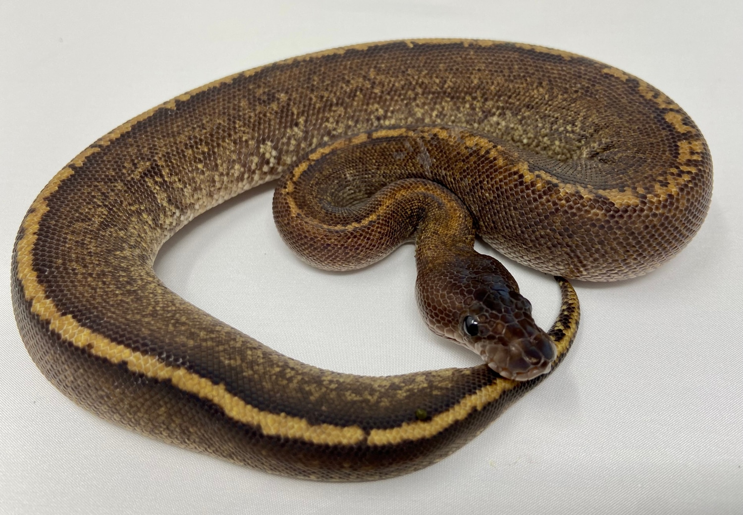 Suma Ball Python by Sandhill Reptiles - MorphMarket