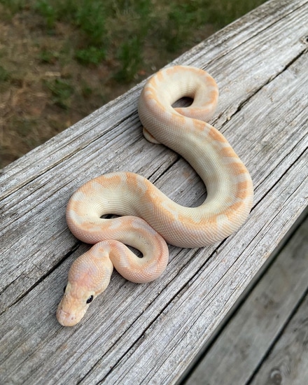 Super Special Ball Python by Sandhill Reptiles