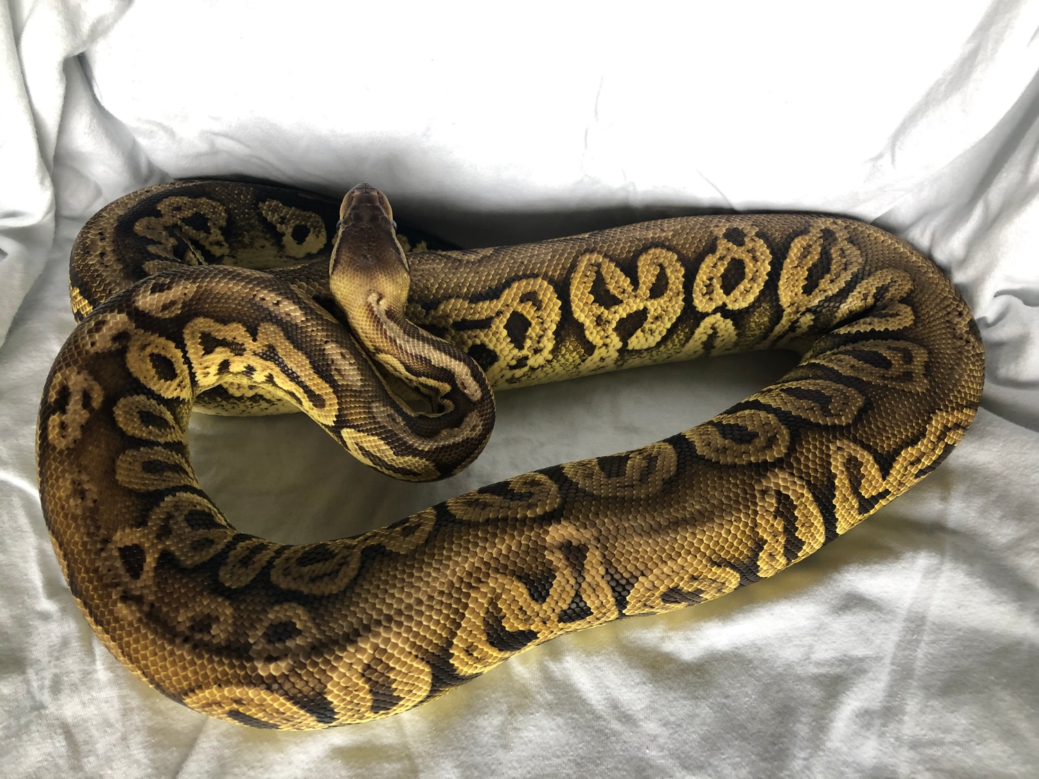 Black Pewter Ball Python by JW Reptiles - MorphMarket