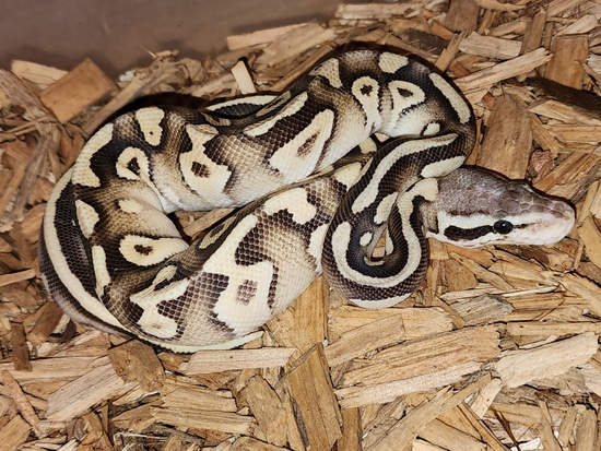 Pastel Mojave Vanilla Ball Python by Howards Haven LLC