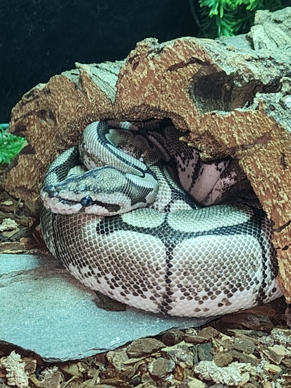 VPI Axanthic Spider Ball Python by Howards Haven LLC