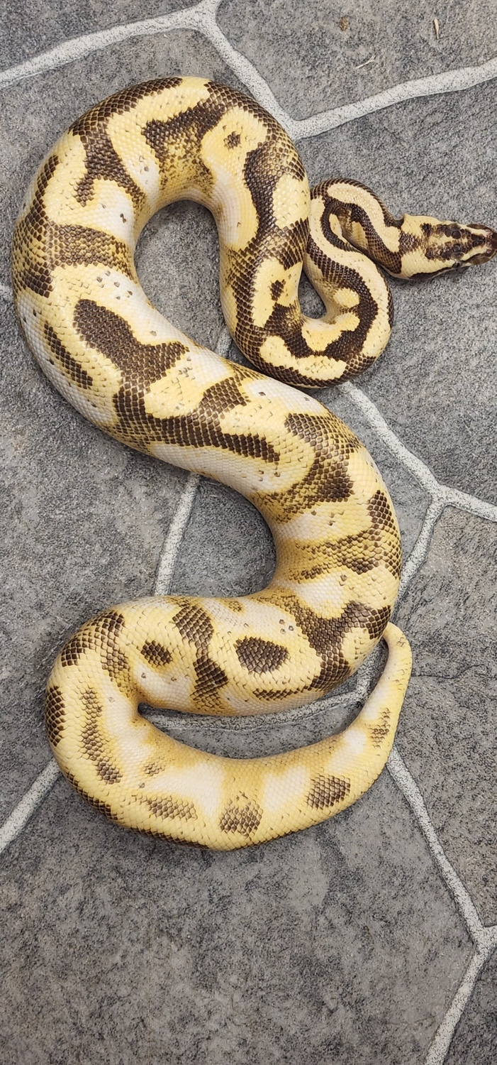Pastel Enchi Fire Sugar Ball Python by Hot Herps - MorphMarket