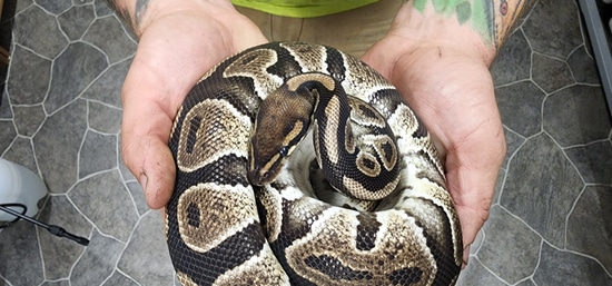 Raven Het Albino Ball Python by Hot Herps