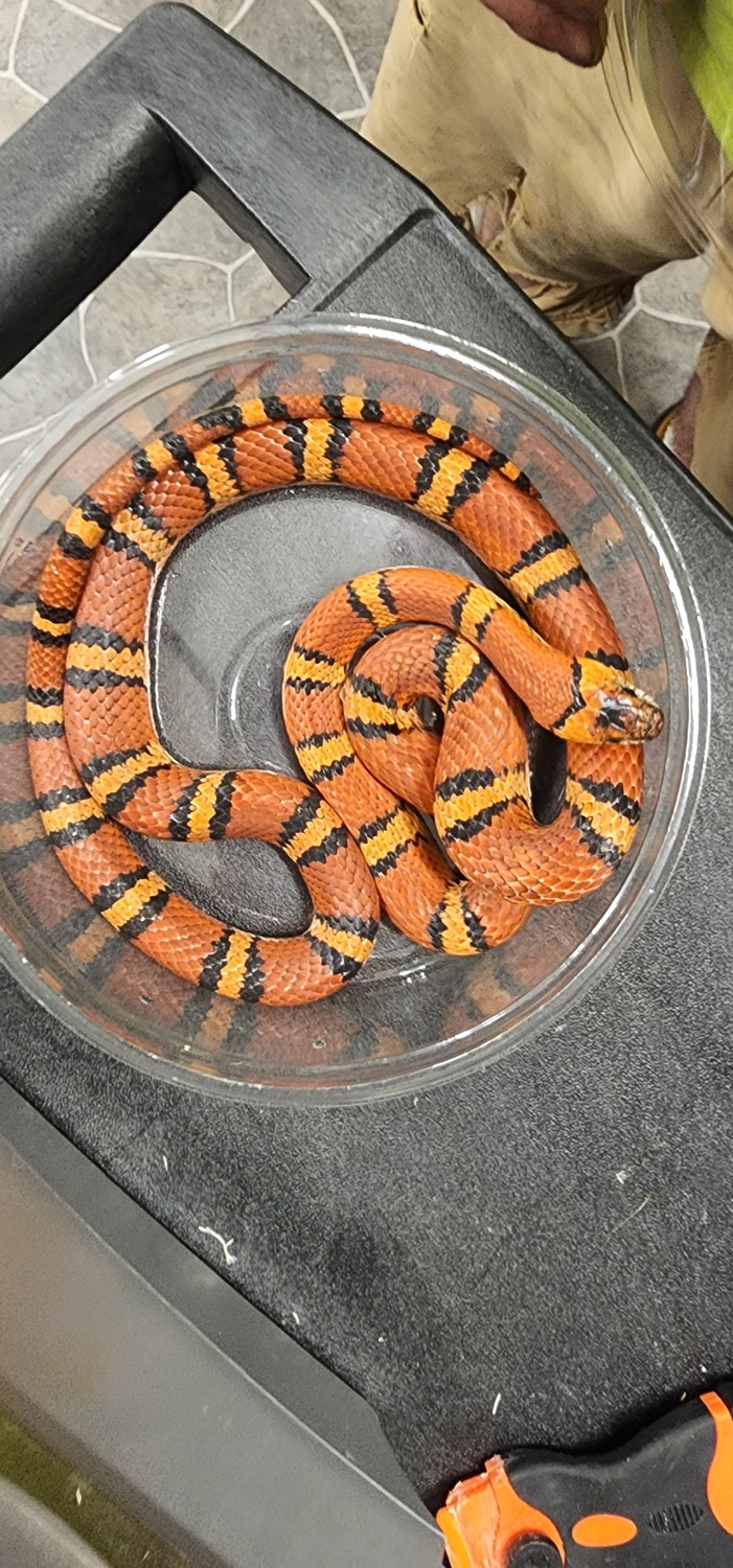 Variable Kingsnake Nuevo Leon Kingsnake by Hot Herps - MorphMarket