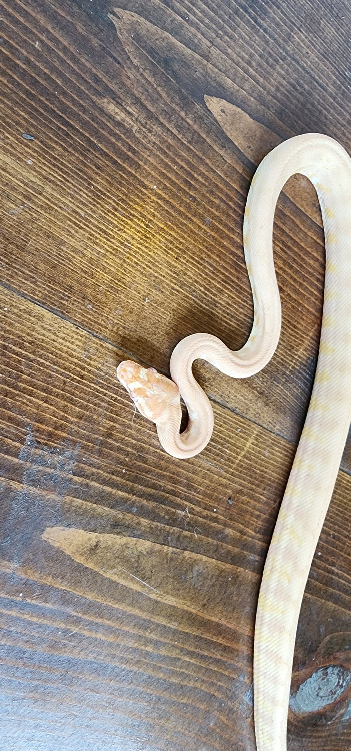 Albino Carpet Python Other Carpet Python by Hot Herps - MorphMarket