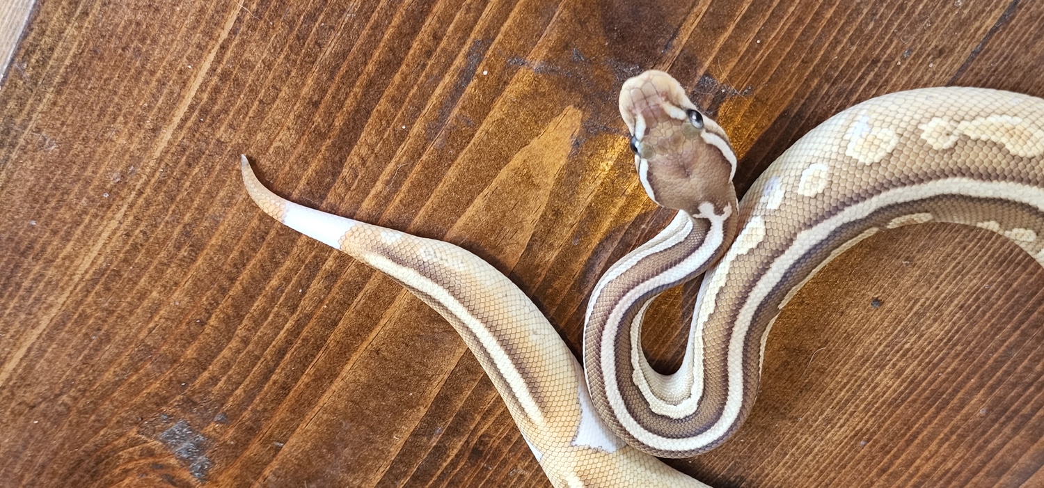 Lesser Spotnose DH Ghost Pied Ball Python by Hot Herps - MorphMarket
