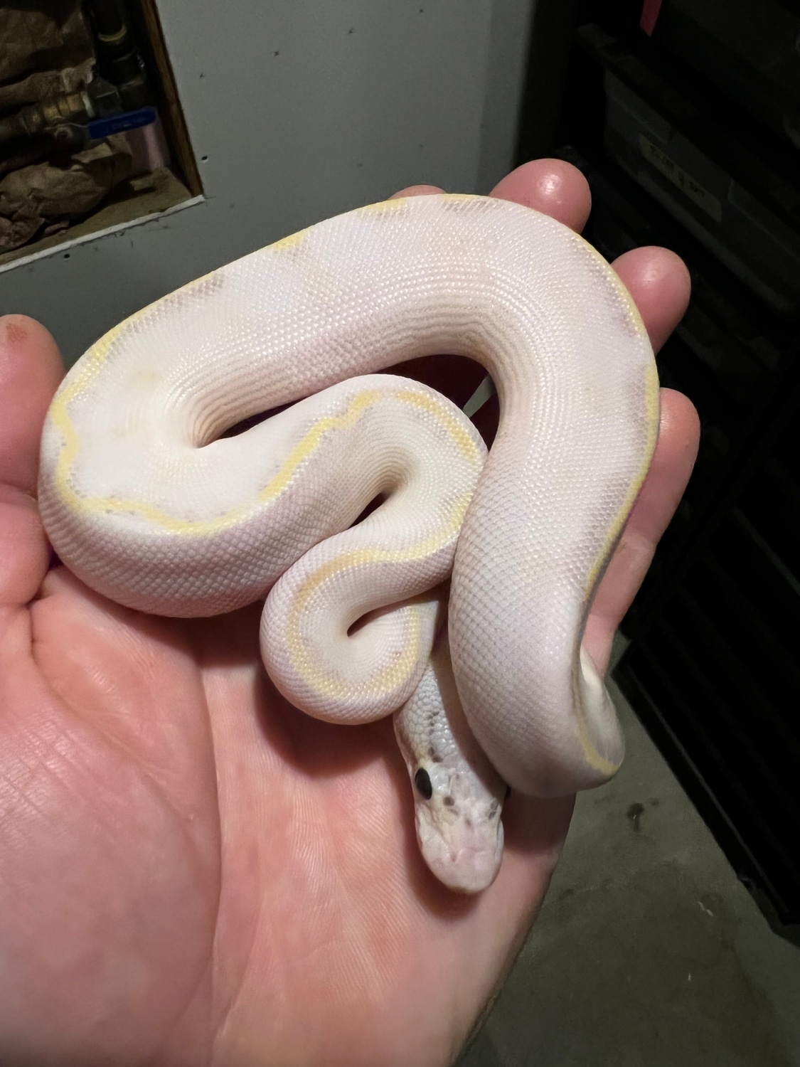 Pastel Ivory Ball Python by Hot Herps - MorphMarket