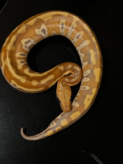 T Positive Blood Blood Python by Hot Herps