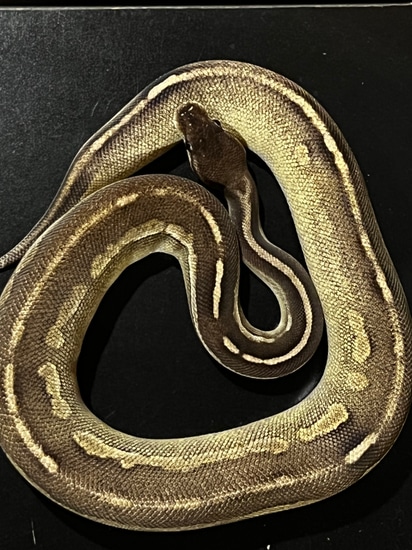 Cinnamon Lesser Blackhead Ball Python by Hot Herps