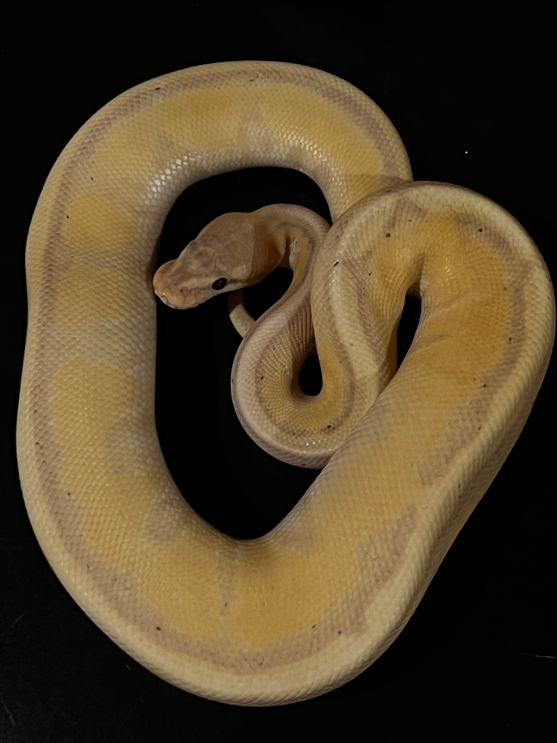 Banana Genetic Stripe Ball Python by Hot Herps - MorphMarket