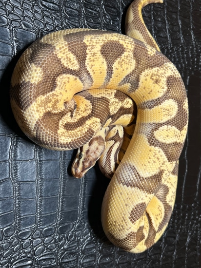 Enchi Firefly Orangedream Ball Python by Hot Herps