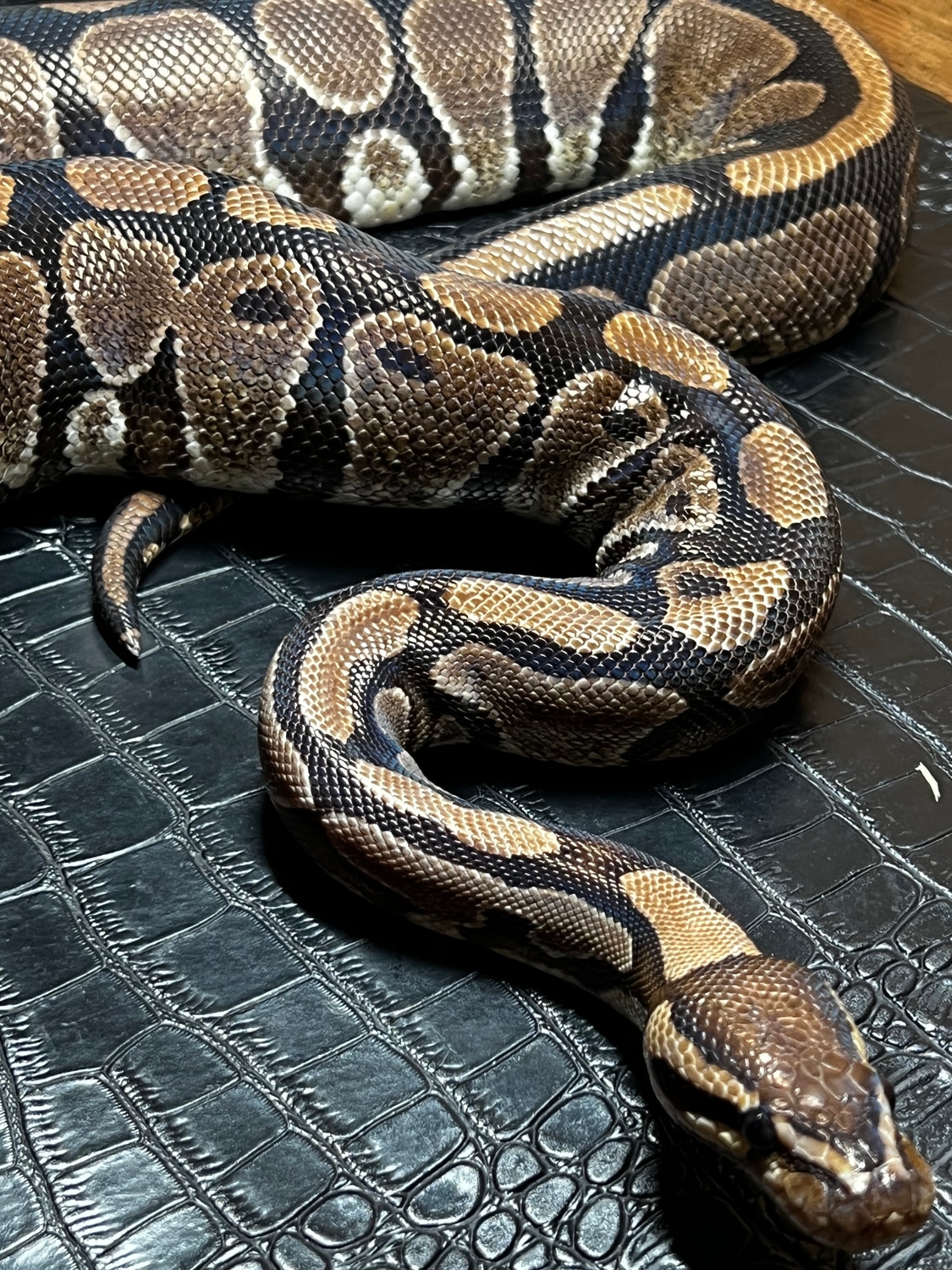 Nanny Mojave Ball Python by Hot Herps - MorphMarket