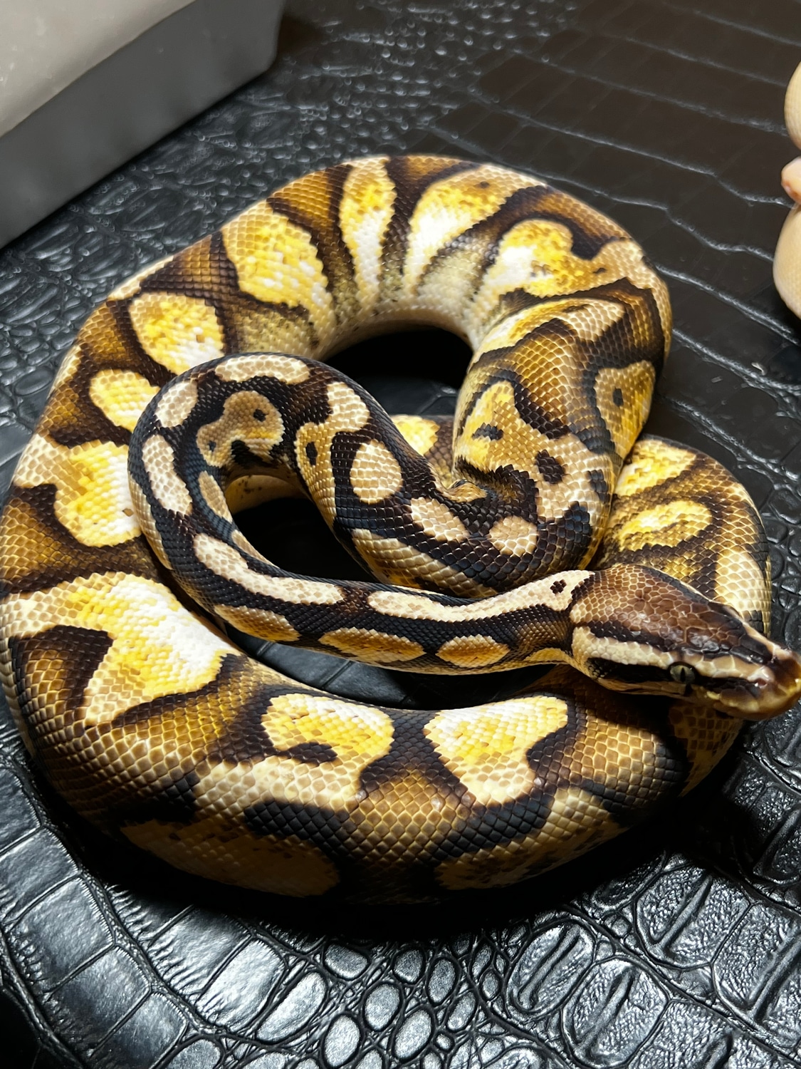 Sugar Enchi Pastel Ball Python by Hot Herps - MorphMarket