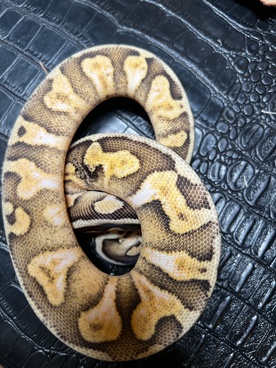 Pastel Sugar Orange Ghost Ball Python by Hot Herps - MorphMarket