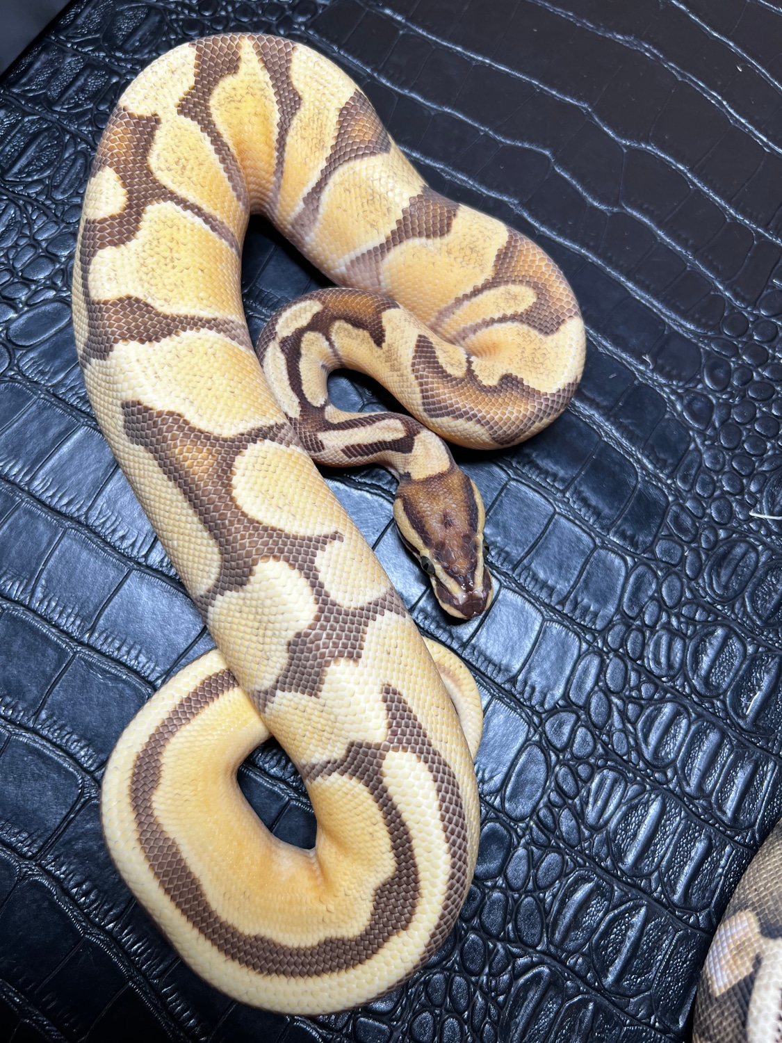 Enchi Orange Ghost Orange Dream Ball Python by Hot Herps - MorphMarket