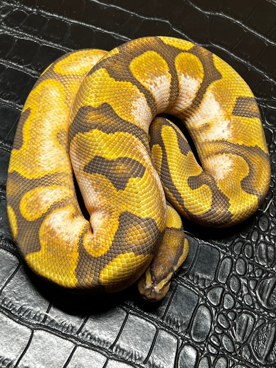 Sugar Orange Ghost Ball Python by Hot Herps - MorphMarket