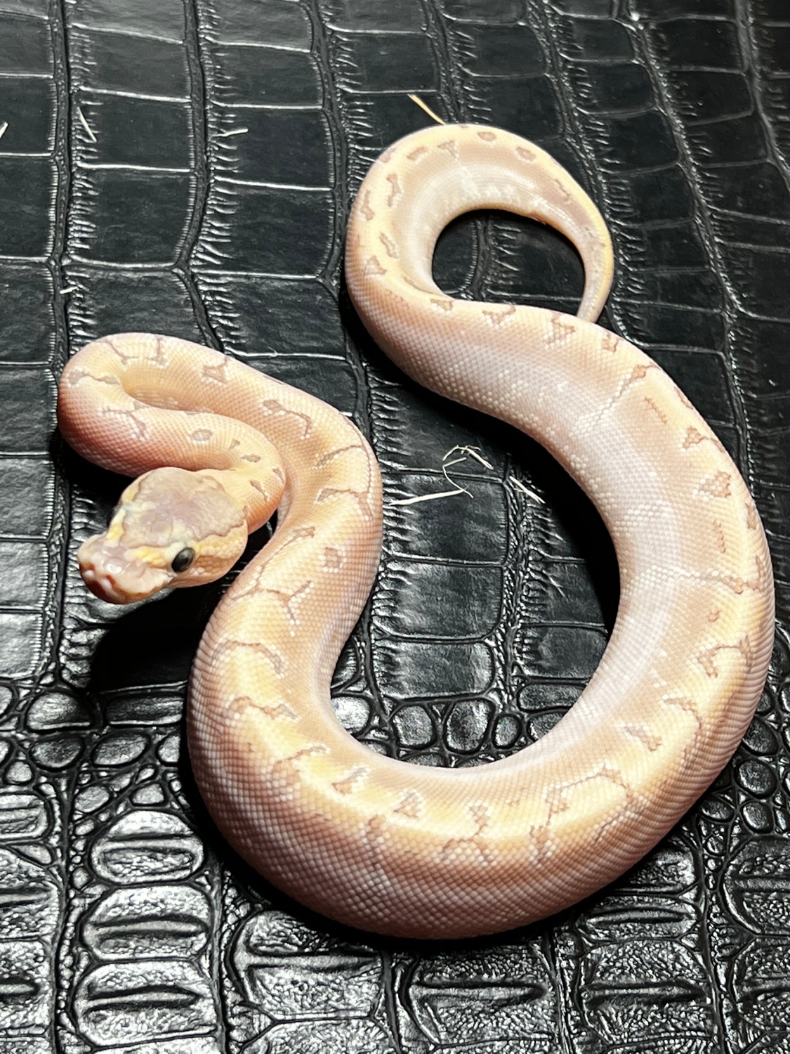 Enchi Fire Bamboo Pinstripe Orange Ghost Ball Python by Hot Herps ...