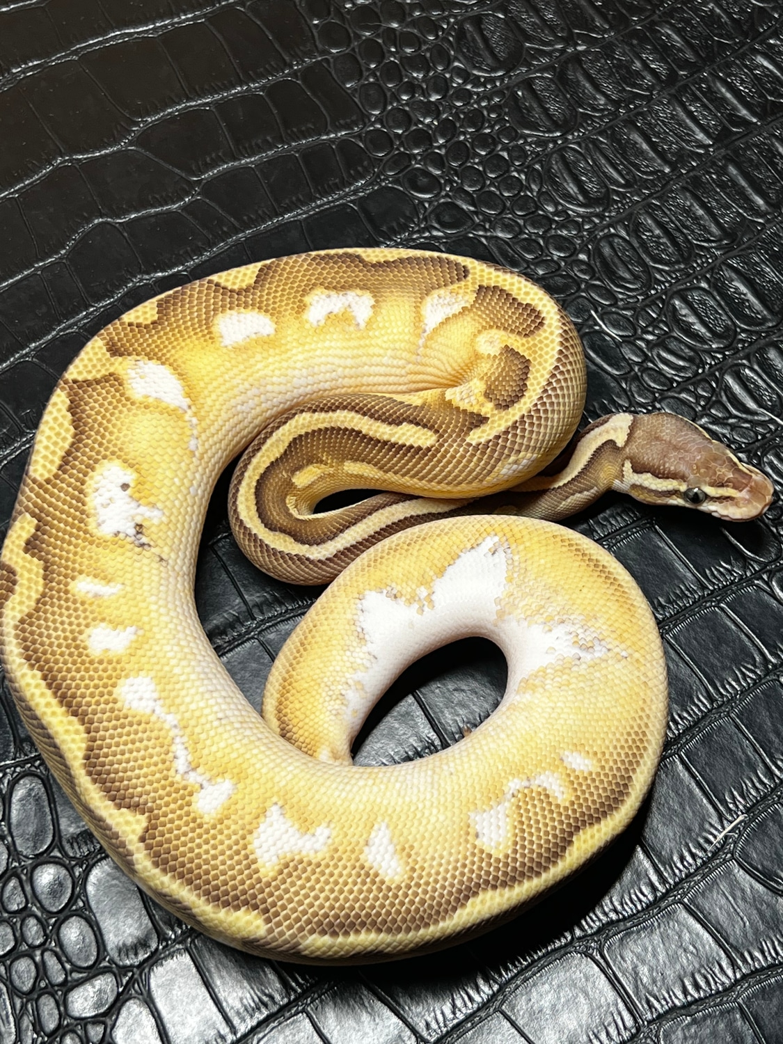 Pastel Lesser Spotnose Calico Het Ghost Pied Ball Python by Hot Herps ...