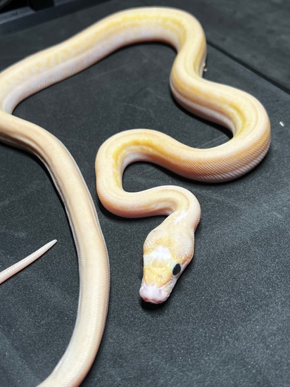 Ultra Ivory Reticulated Python by Hot Herps
