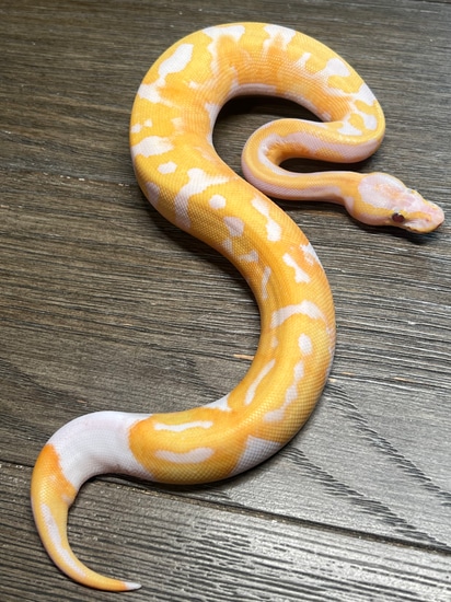 Dreamsicle Ball Python by Hot Herps