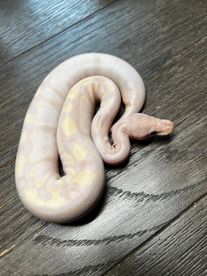 Banana Sugar Pastel Ball Python by Hot Herps
