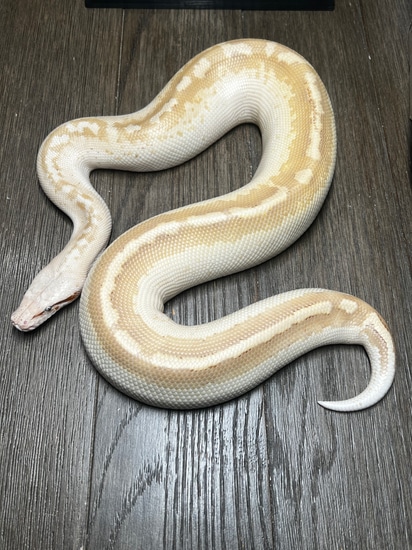 T+ Ivory Blood Python by Hot Herps