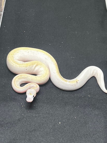 Ivory Champagne Paradox Ball Python by Hot Herps