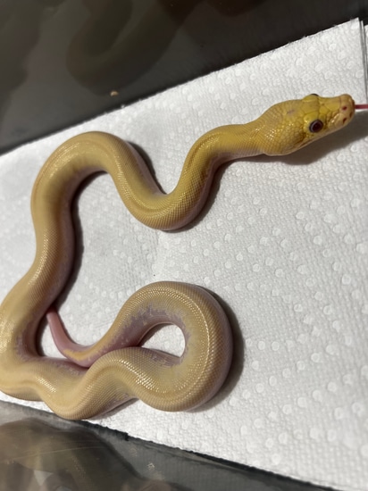 Blizzard Burmese Python by Hot Herps