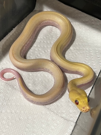 Blizzard Burmese Python by Hot Herps