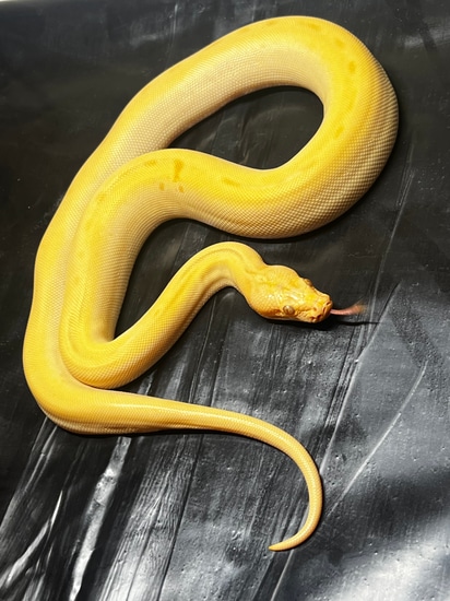 Hypo Albino Green Burmese Python by Hot Herps