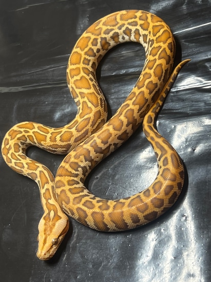 Caramel Burmese Python by Hot Herps