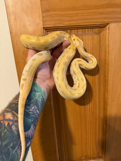 Caramel Green Burmese Python by Hot Herps