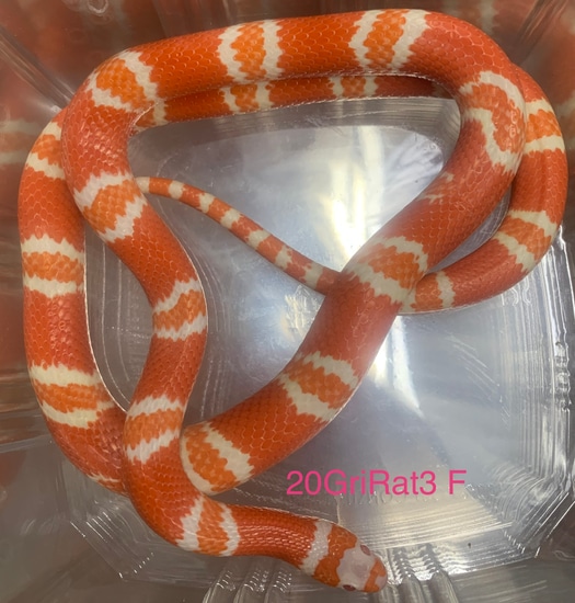 Tangerine Albino Honduran Honduran Milk Snake by Hot Rod Reptiles