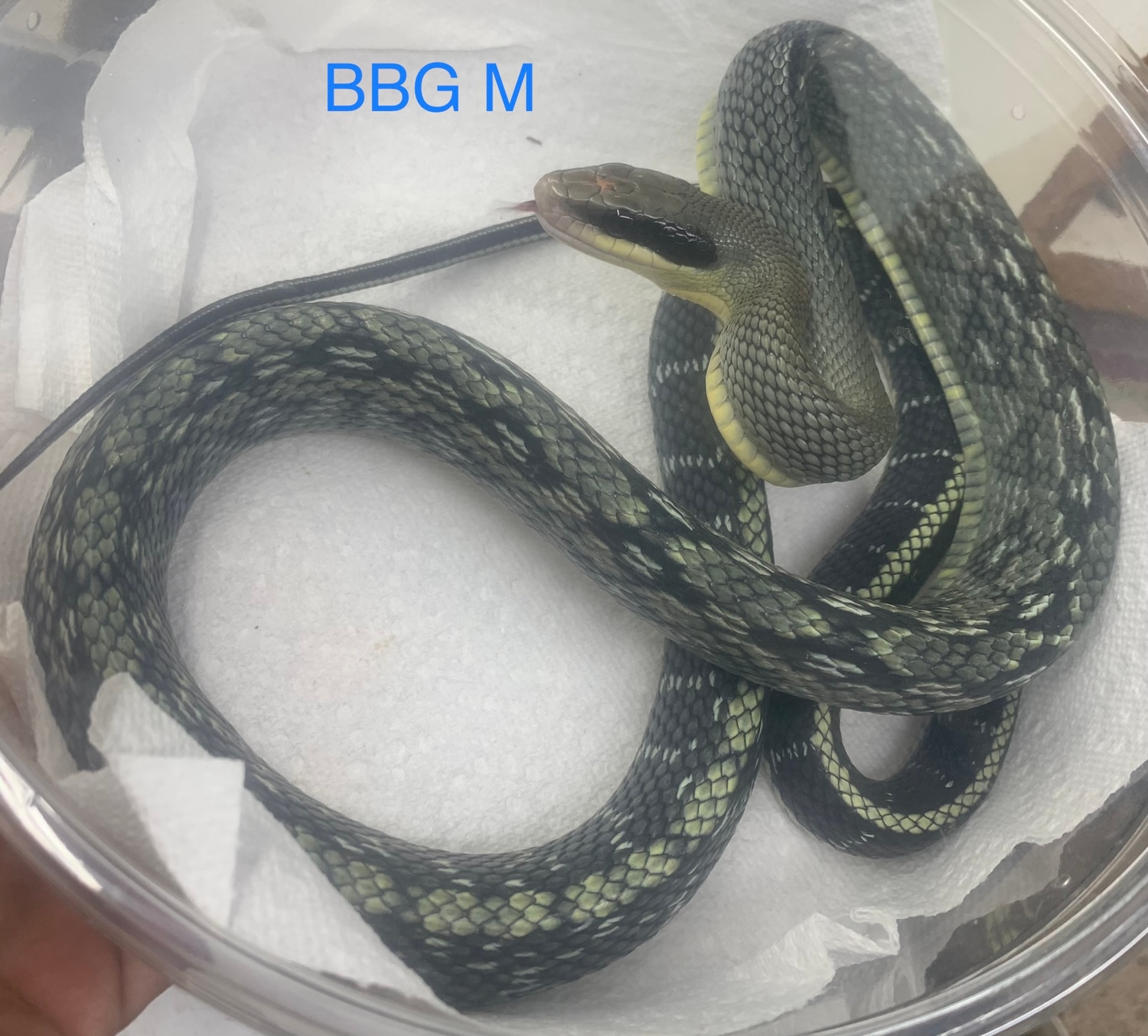 '20 Pair Vietnamese Blue Beauties Beauty Rat Snake by Hot Rod Reptiles ...