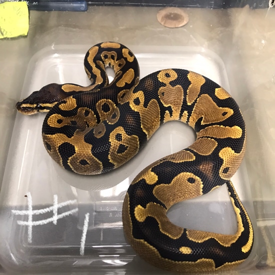 Mahogany/ Normal Ball Python by Tucson city Rats