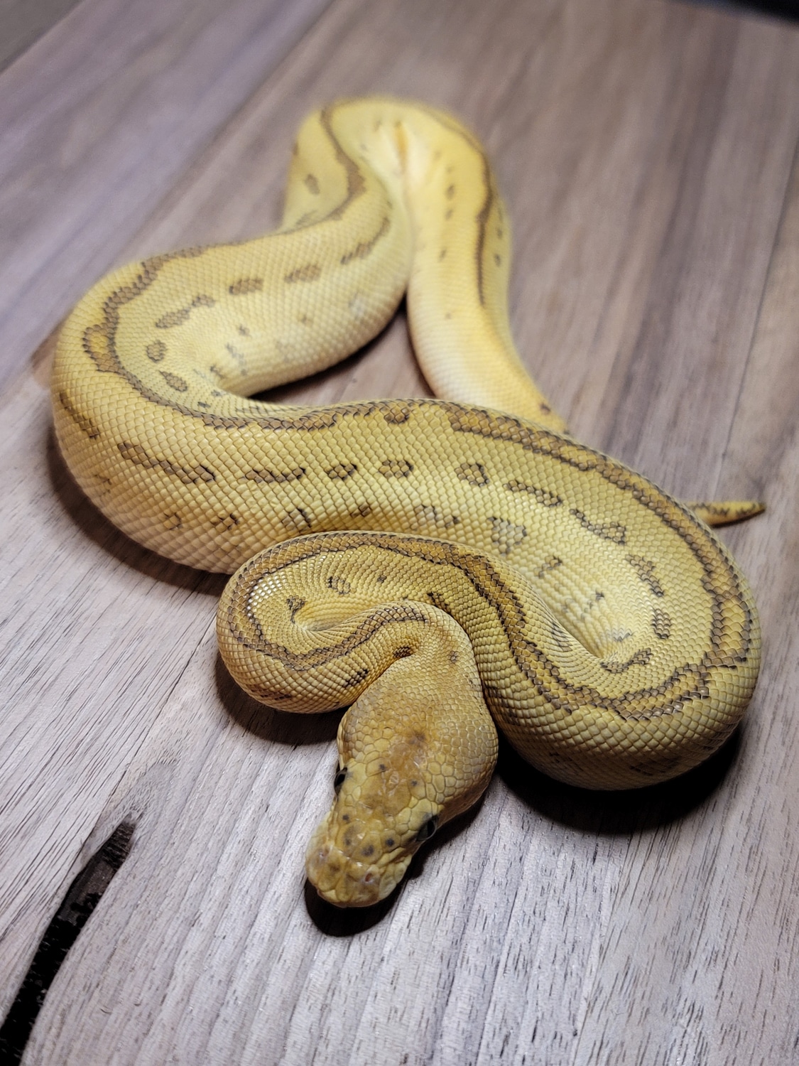 Leopard Lesser Pinstripe Clown Ball Python by Hotter than balls ...