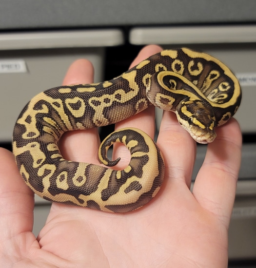 Blitz Leopard Lesser Het Clown Ball Python by Hotter than balls