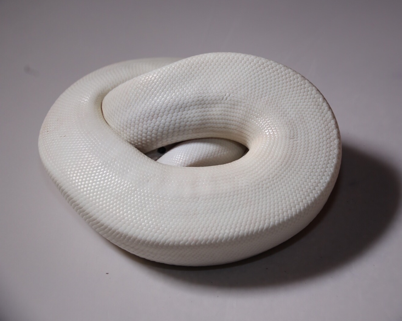 Ivory Cinnamon Ball Python by Funcle Farms - MorphMarket