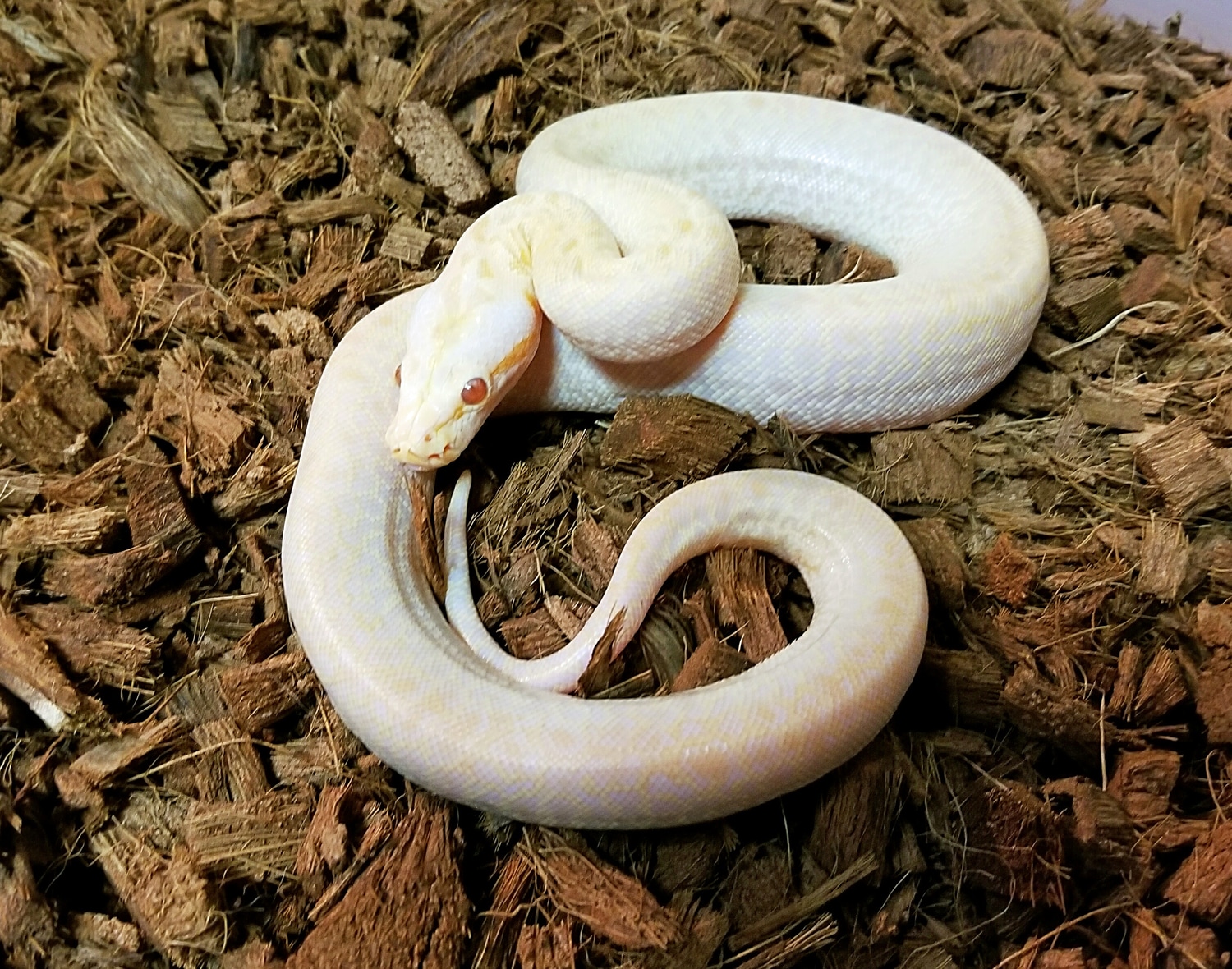 2019 Pearl Granite Burmese Python by Hourglass Reptiles - MorphMarket