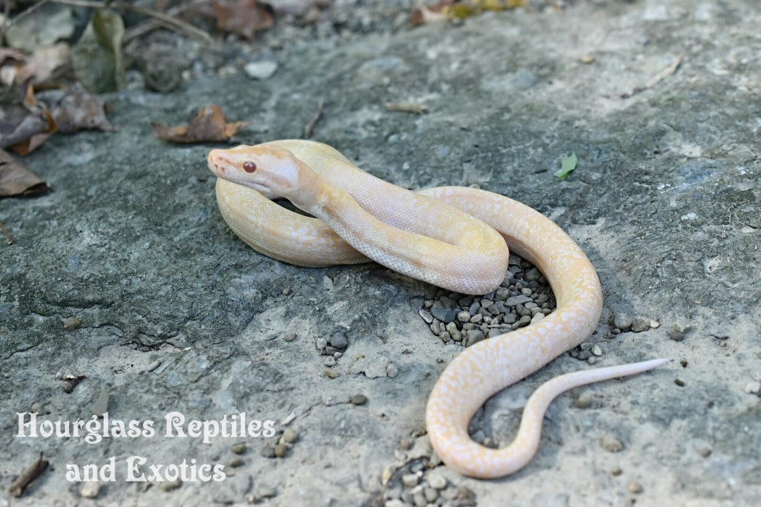 Albino Granite Burmese Python by Hourglass Reptiles - MorphMarket