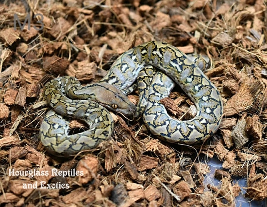 100% Kalatoa Superdwarf Reticulated Python by Hourglass Reptiles