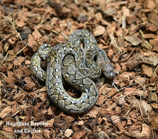 100% Kalaotoa Superdwarf Reticulated Python by Hourglass Reptiles
