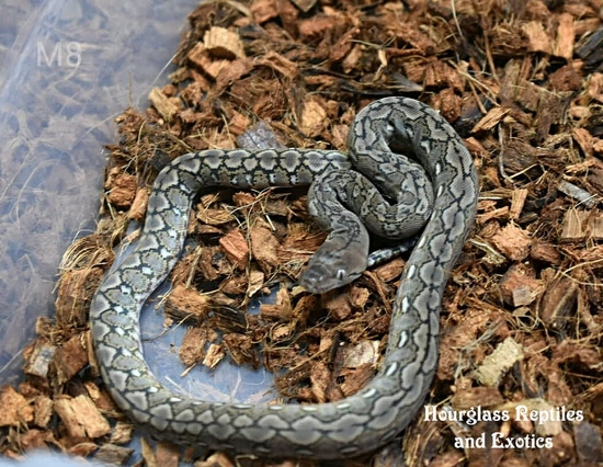 100% Kalatoa Superdwarf Reticulated Python by Hourglass Reptiles