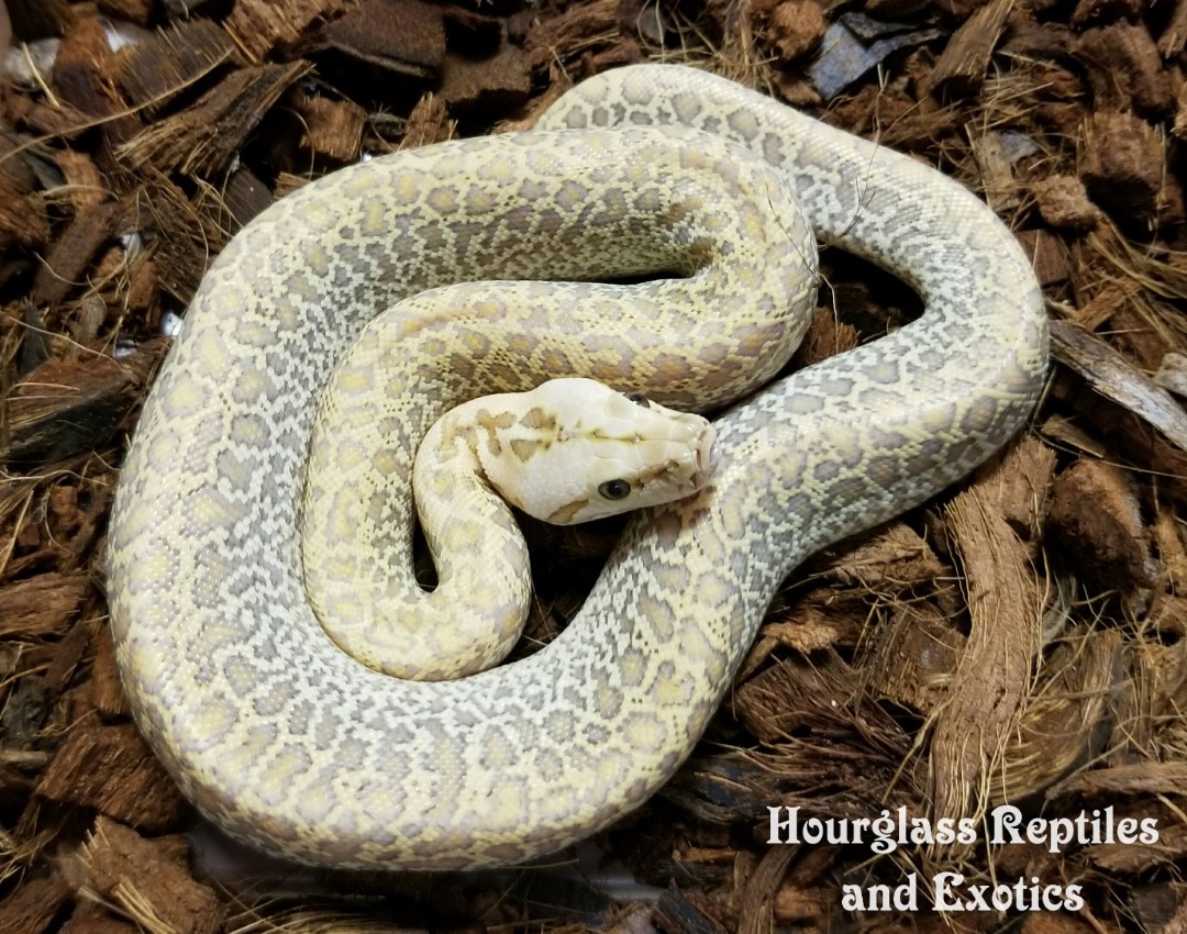 Hypo Granite 66% Het Albino Burmese Python by Hourglass Reptiles ...