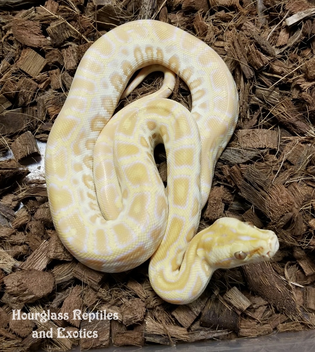 Pearl 66% Het Granite Burmese Python by Hourglass Reptiles - MorphMarket