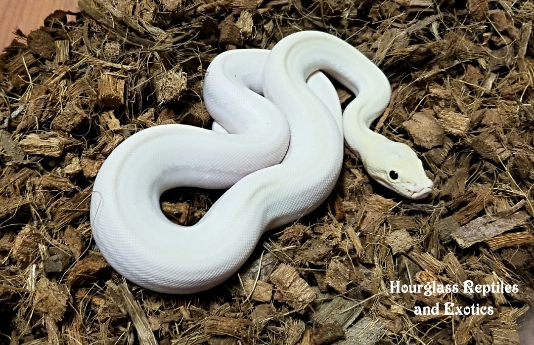 Ivory Possible Granite/het Granite,albino Burmese Python by Hourglass ...