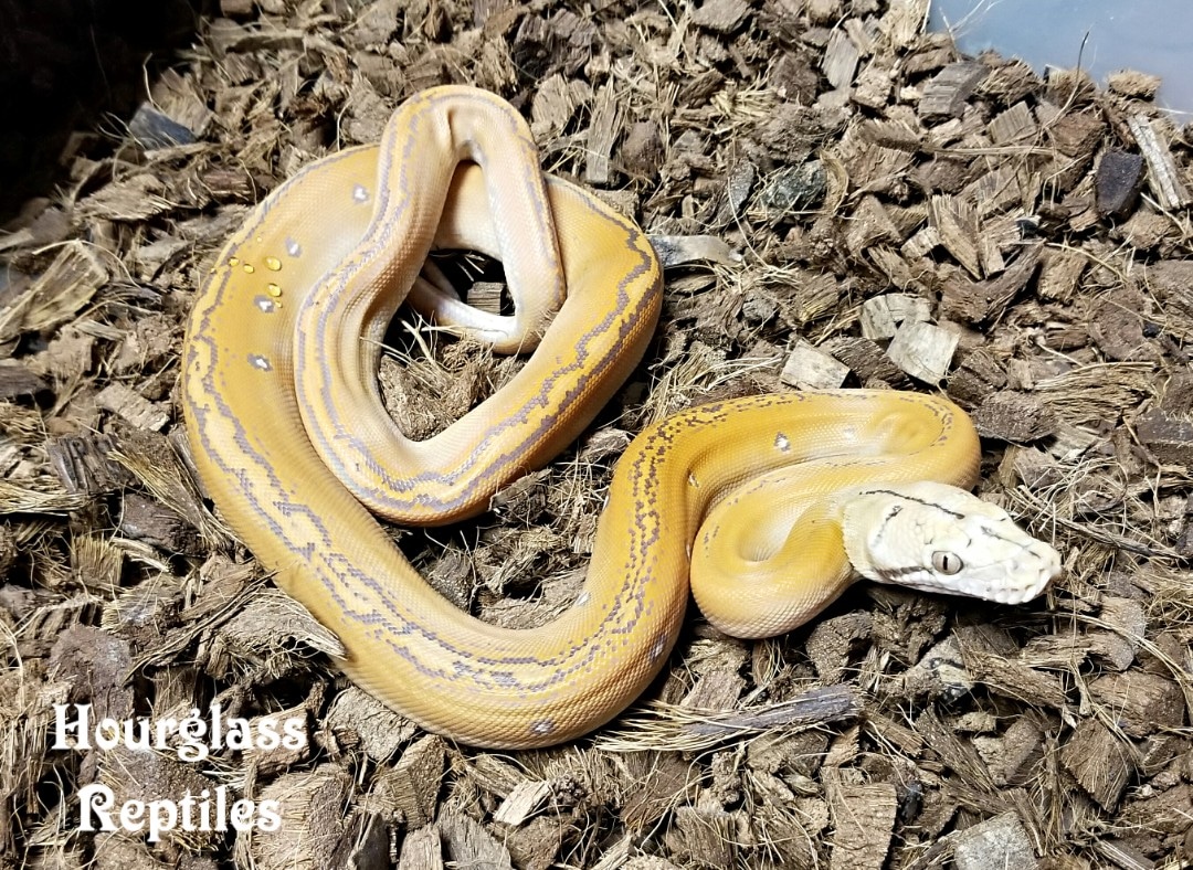 Orange Glow Goldenchild Reticulated Python by Hourglass Reptiles ...