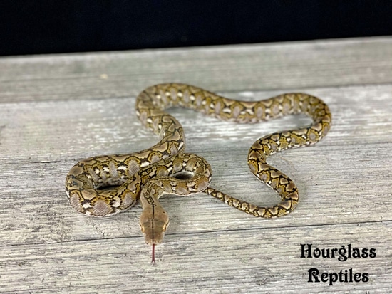 Kalaotoa Superdwarf Reticulated Python by Hourglass Reptiles