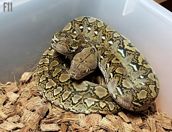 75% Superdwarf Reticulated Python by Hourglass Reptiles